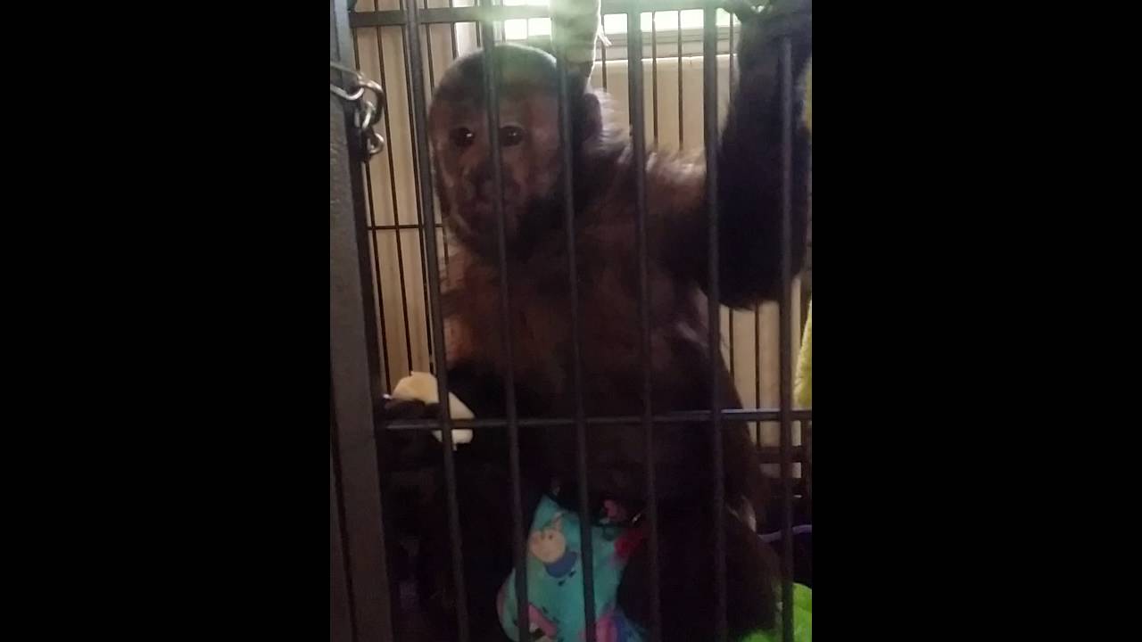 Monkey eating a cheese stick - YouTube