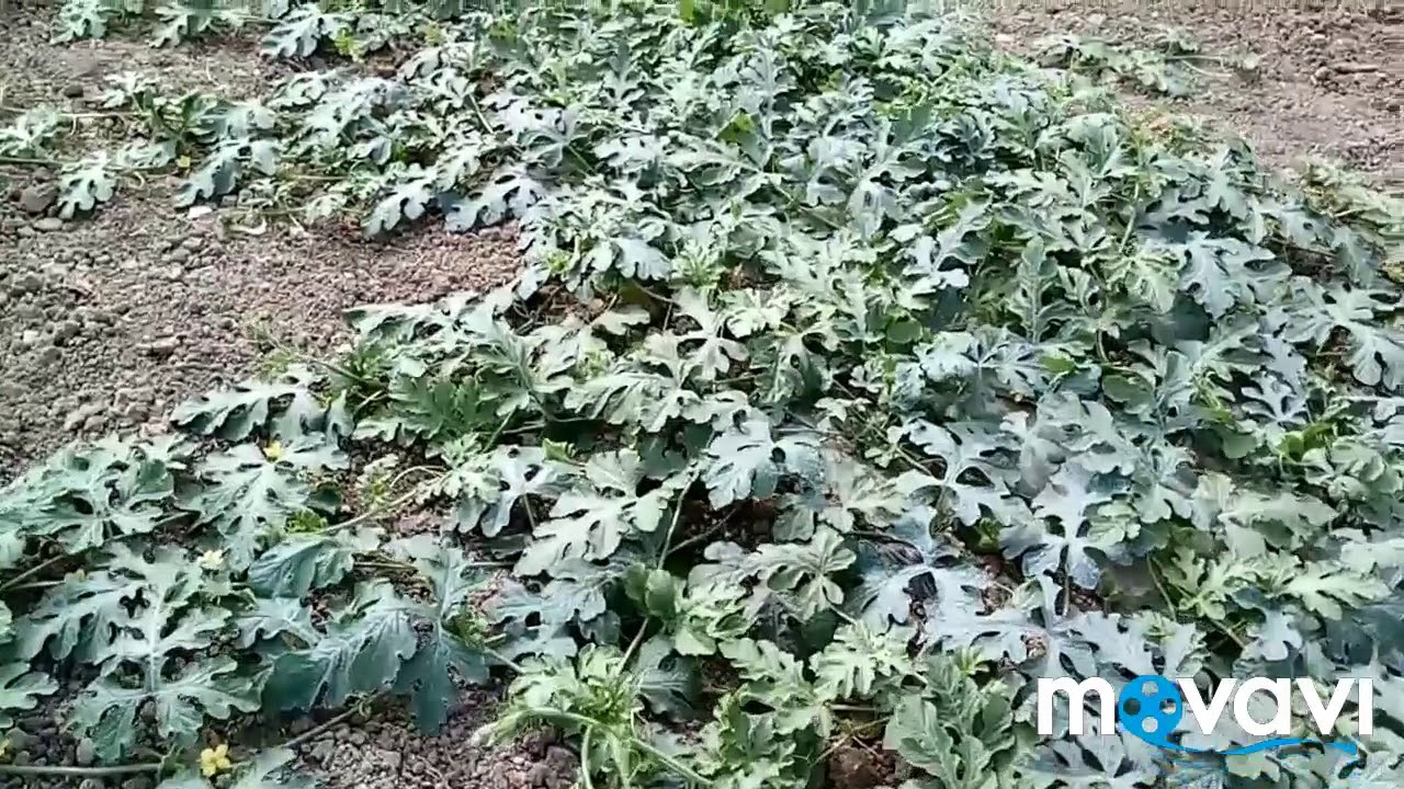 ΑΤΤΑΠΟΥΛΓΙΤΗΣ ΣΕ ΚΑΡΠΟΥΖΙ SUNFRESH KAI ΠΕΠΟΝΙ ΒΕΛΟΣ ΜΕ ΟΙΚΟΝΟΜΙΑ ΝΕΡΟΥ ...