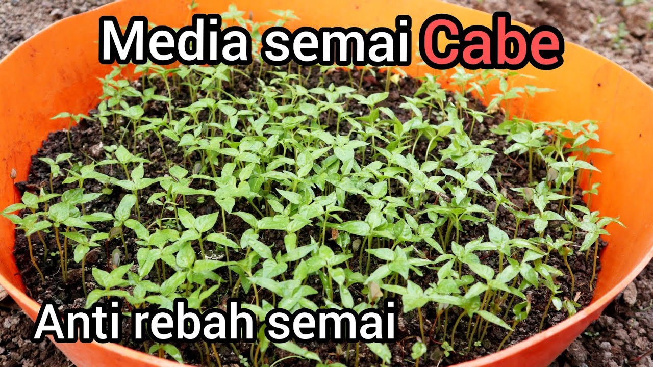 Cara membuat media semai cabe anti rebah semai dan gagal - YouTube
