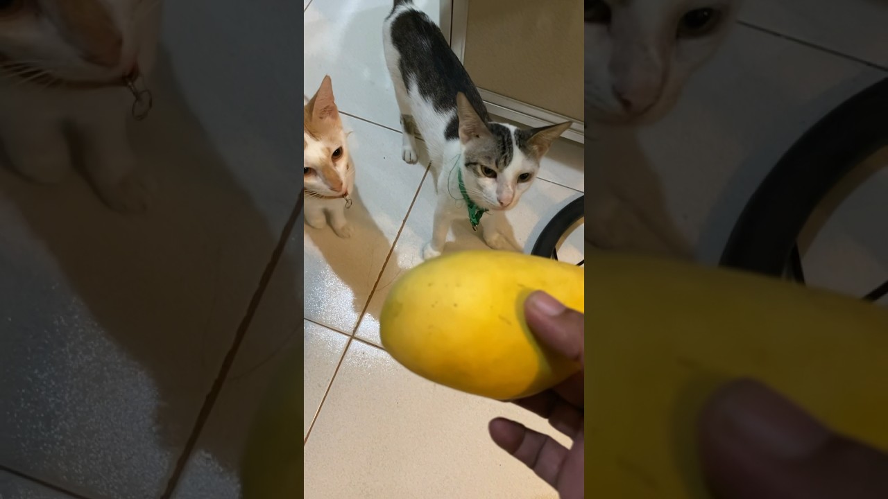mango cat - YouTube