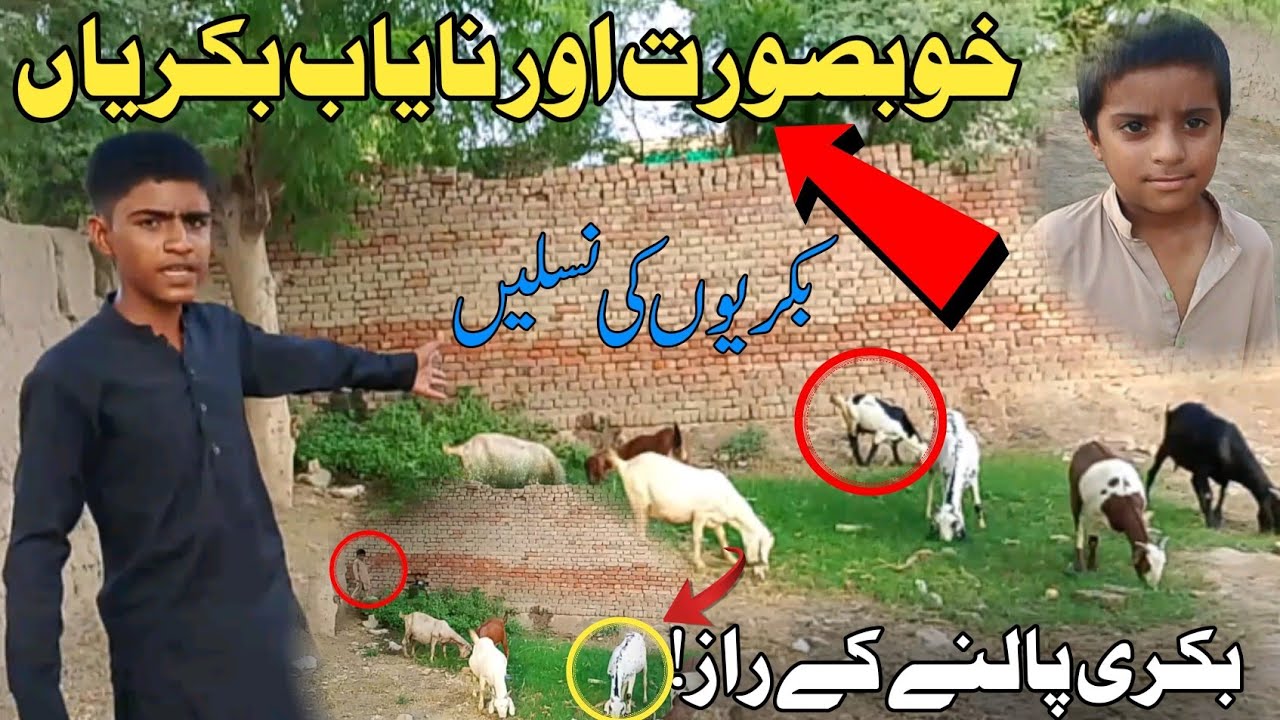 Beautiful & Rare Goat Breeds | Life & Vlogs With Ayoub - YouTube