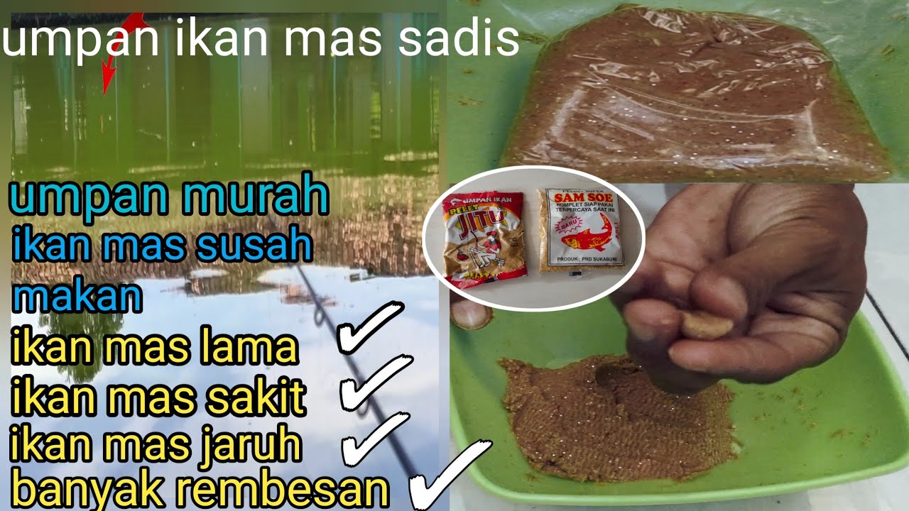 Umpan Ikan Mas Yang susah makan Jitu Merah Dan banyak Rembesan||Rahasia ...