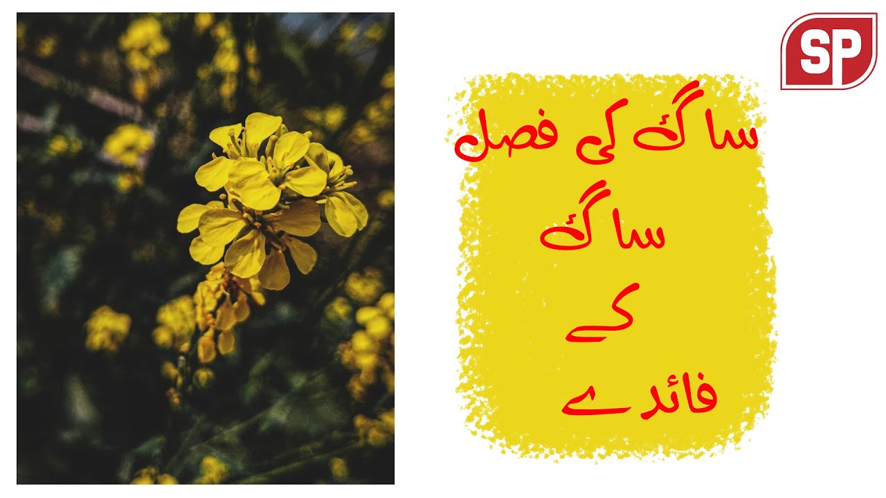 Mustard Greens || Saag Crop || Former Review || Sangat Production - YouTube