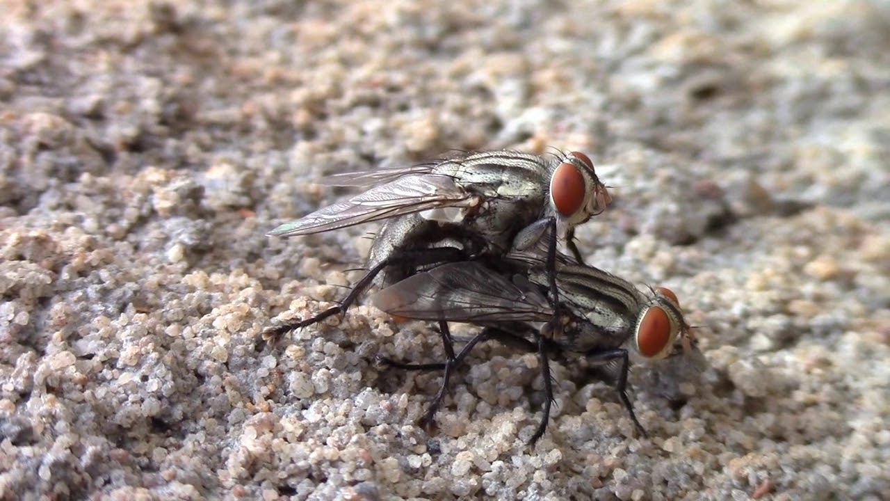 Moscas Acasalando - YouTube