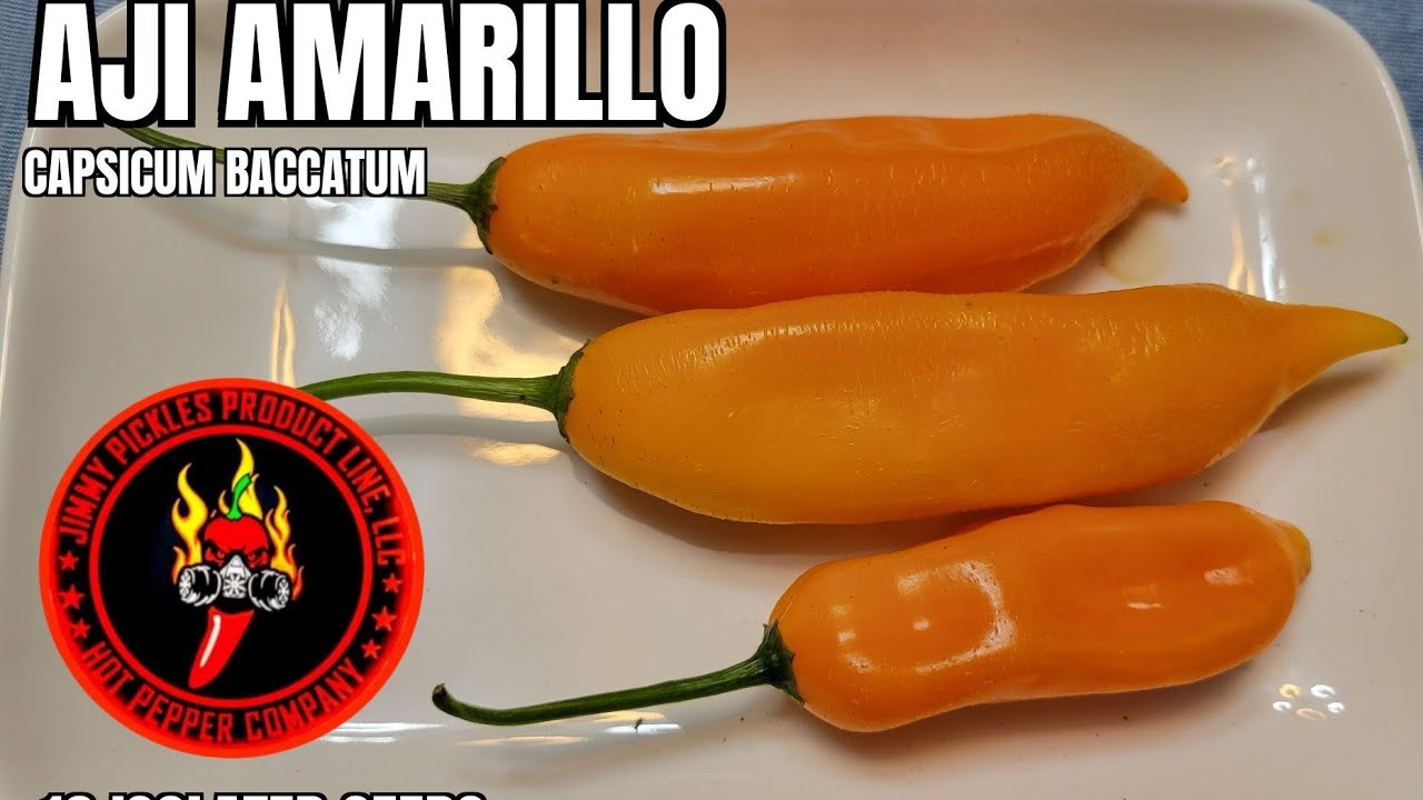 Aji Amarillo Plus Massive Sale - YouTube