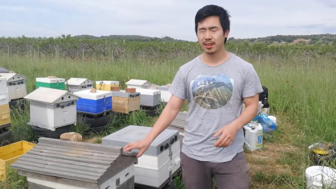 Cell Starter and Finisher Hive - Queen Rearing 1 - YouTube