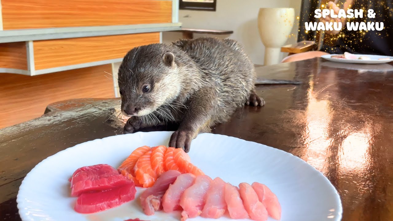 Otters vs Human | Sashimi Platter Eating Competition - YouTube