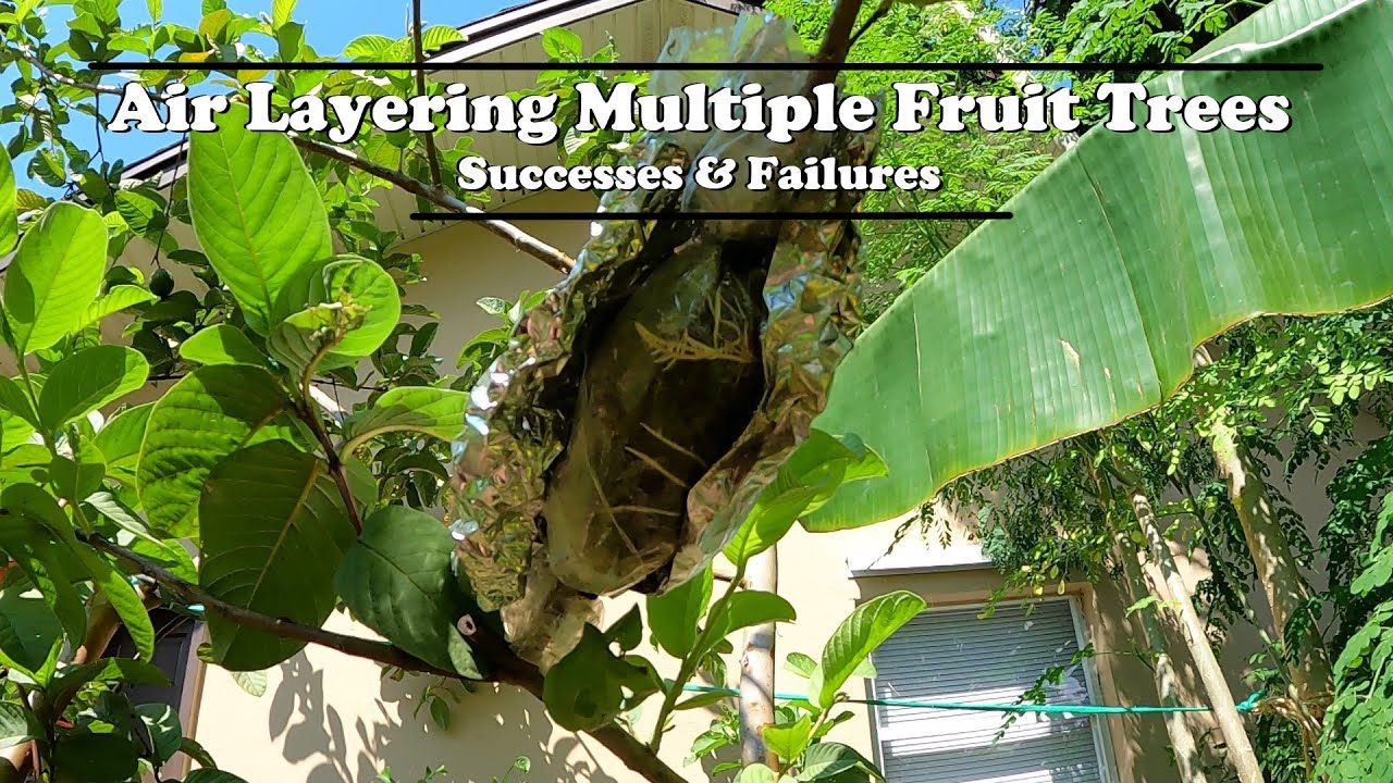 Air Layering Multiple Fruit Trees | Successes and Failures - YouTube