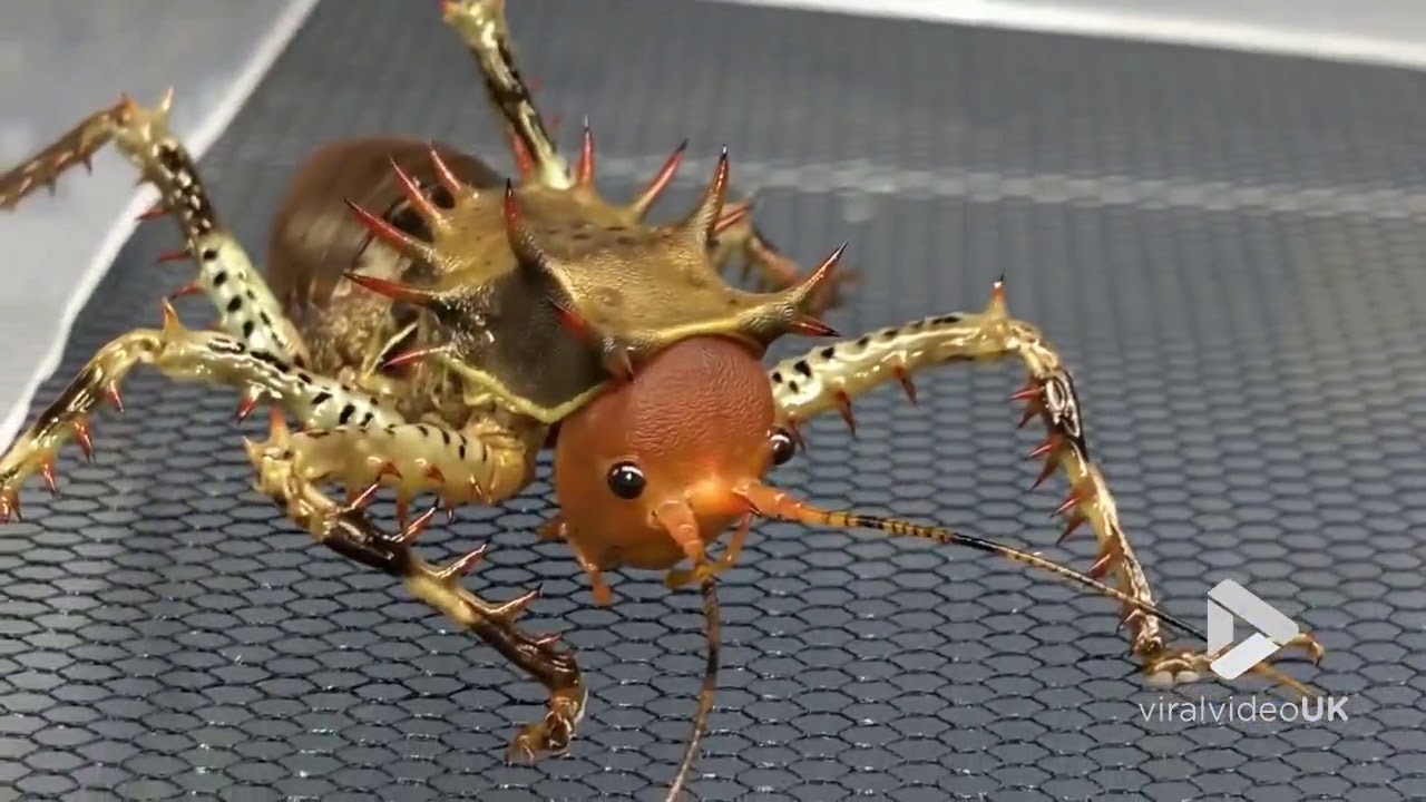 Carnivore crickets look tough as || Viral Video UK - YouTube