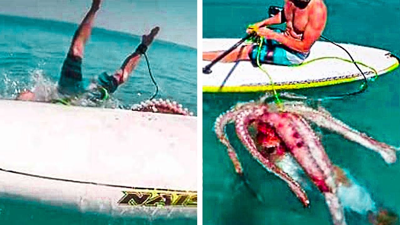 What Went Down Between This Surfer And An Injured Giant Squid Will ...