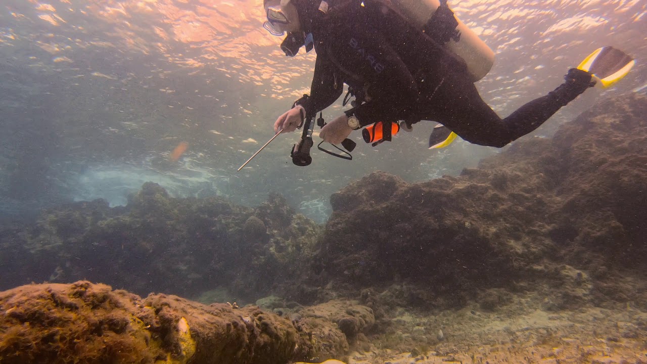 Scuba Club Cozumel Haus Reef highlights - YouTube