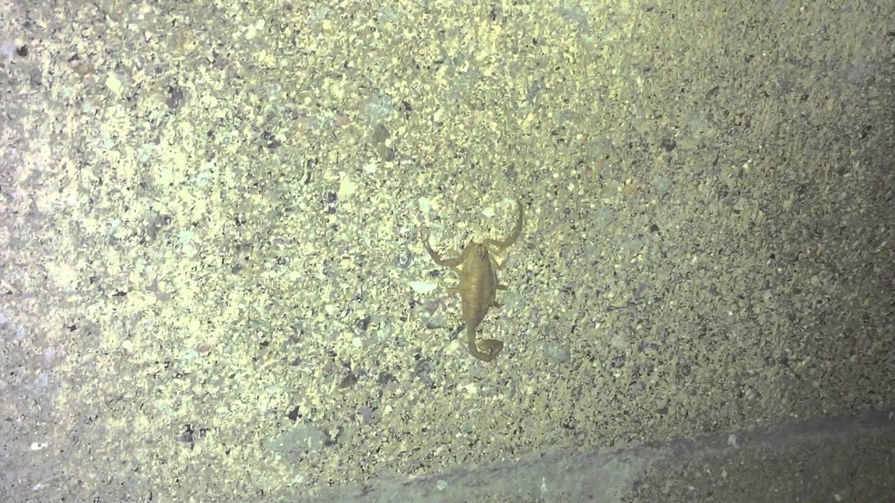 Scorpion Glows in the Dark with UV Flashlight - YouTube