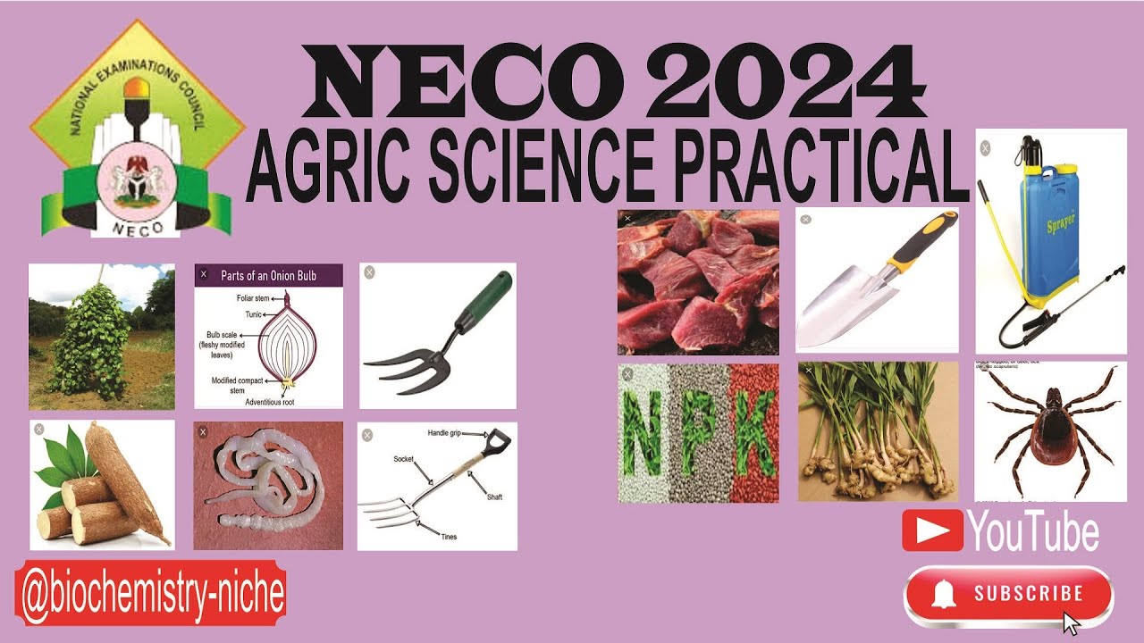 NECO 2024 - AGRICULTURAL SCIENCE PRACTICAL SPECIMENS - YouTube