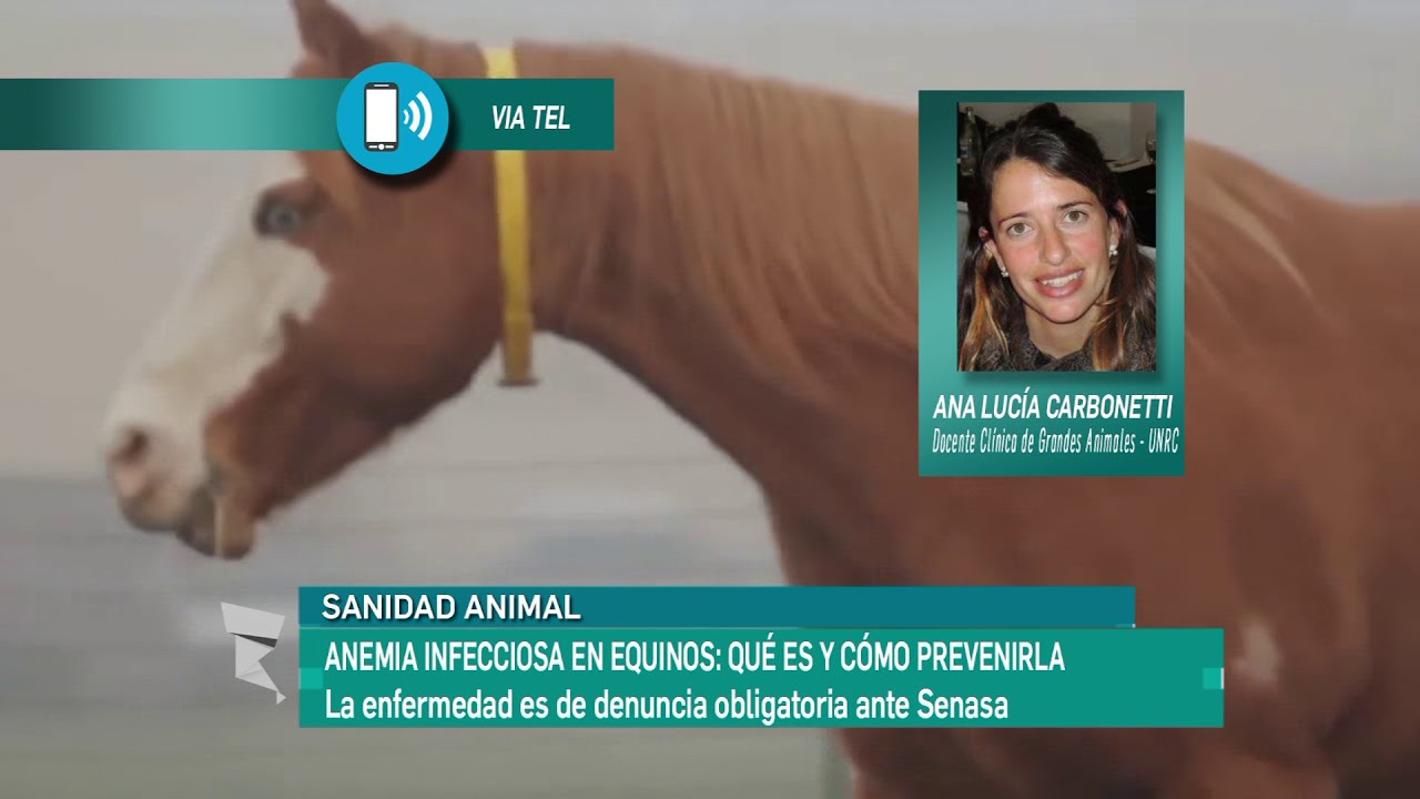 Anemia infecciosa en equinos, ¿qué es y cómo prevenirla? - YouTube