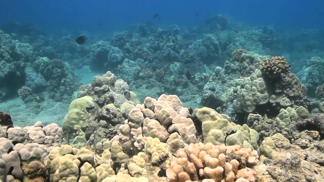 Ocean Scenes - YouTube