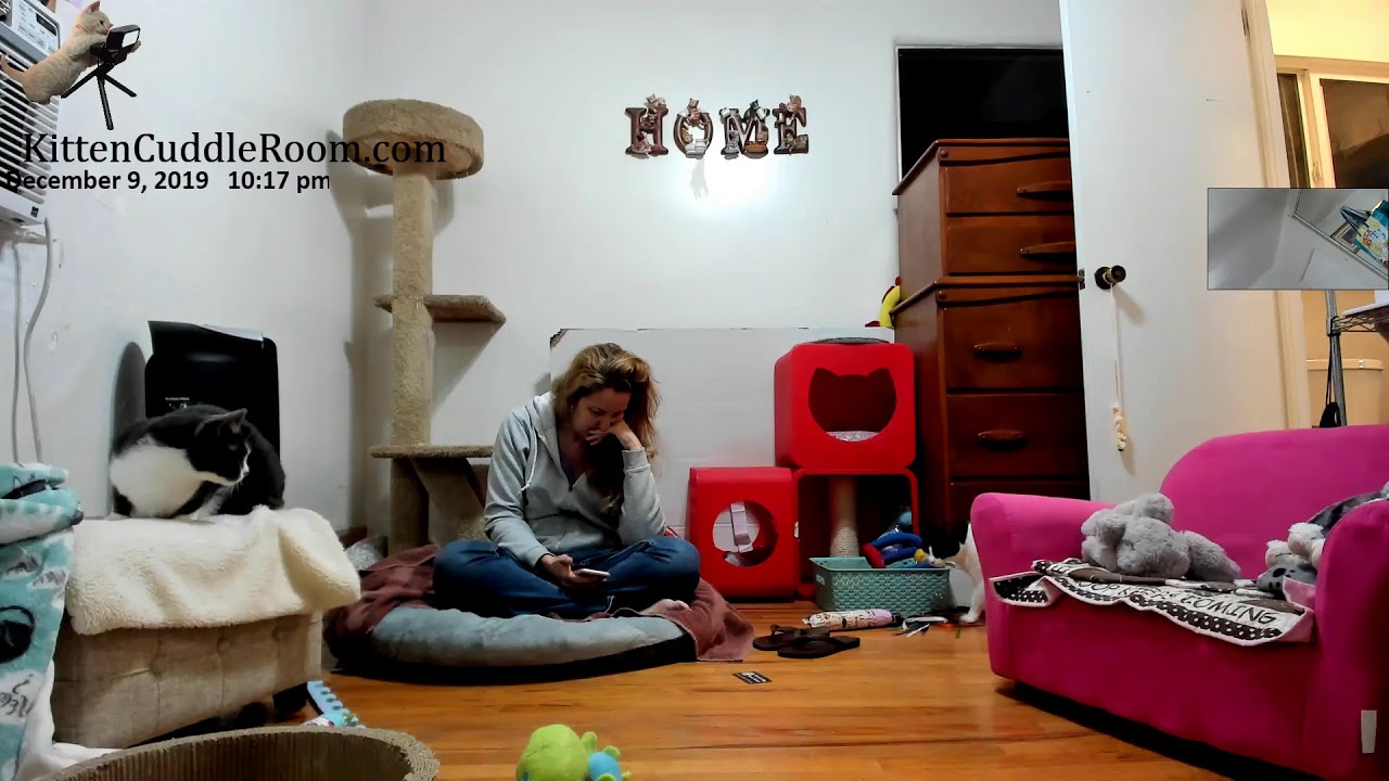 12/9/19 Kitten Cuddle Room Live Stream - YouTube