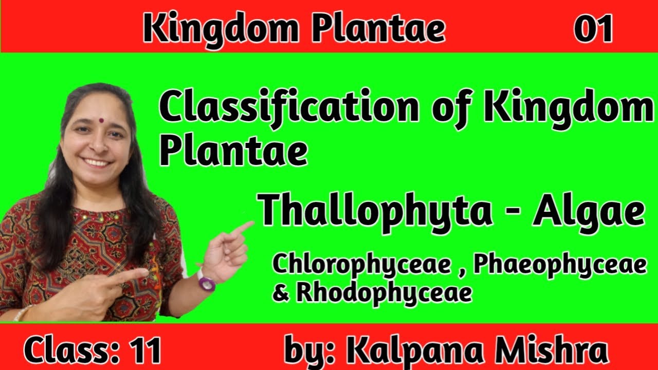 KINGDOM PLANTAE 01 || CLASSIFICATION OF KINGDOM PLANTAE, THALLOPHYTA ...