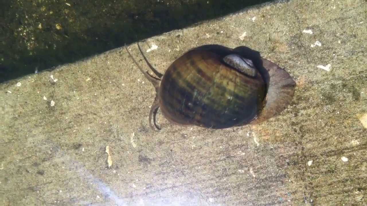 Apple Snail of the Swamps....At a Snails Pace - YouTube