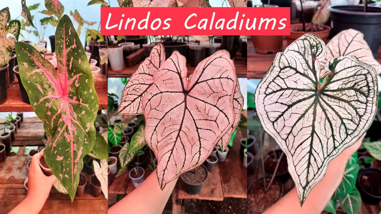 Caladiums raros a venda | Jardim Caladium - YouTube