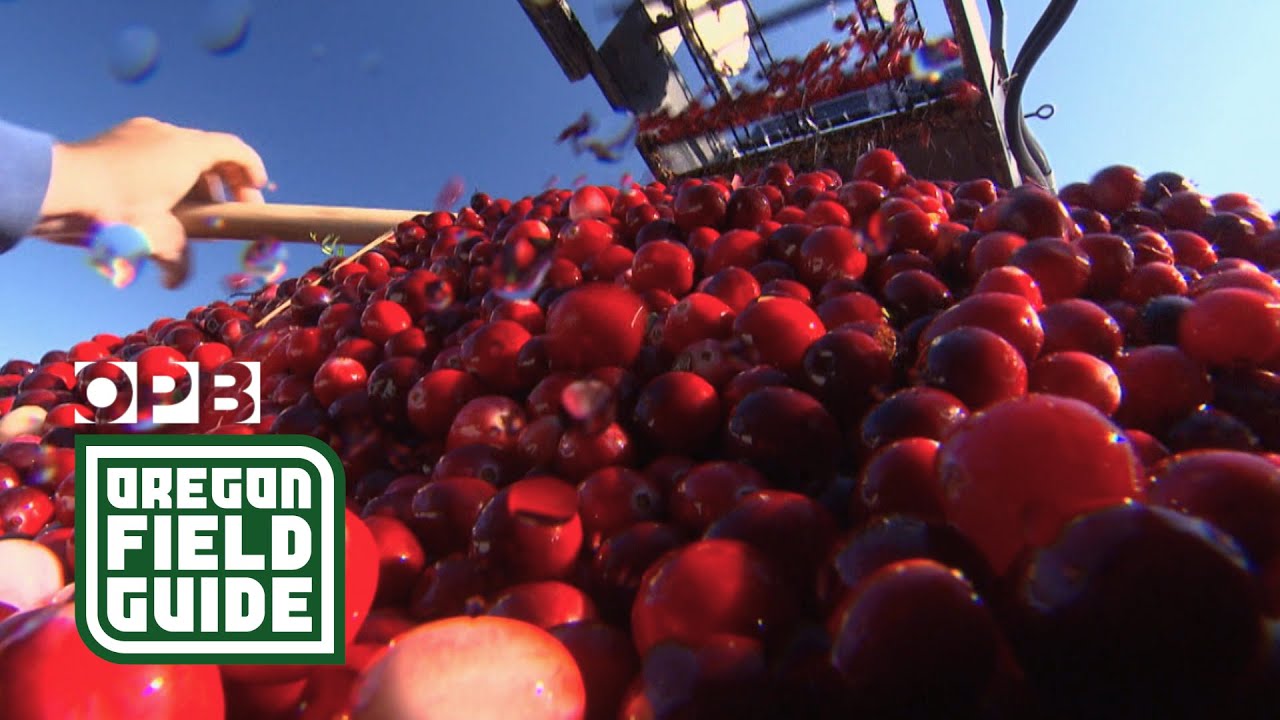 Oregon’s ‘Napa Valley’ Of Cranberry Farming | Oregon Field Guide from ...