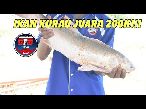 PEMILIK IKAN KURAU JUARA DI SUNGAI LURUS. CHAMPION 200K - YouTube