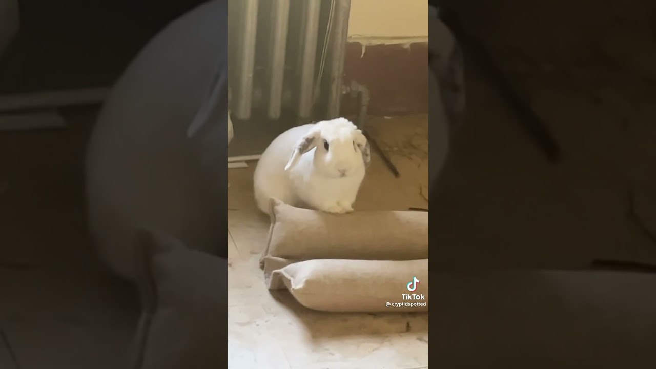 Bunny Gets Mad And Stomps His Feet Tiktok By Cryptidspotted Youtube