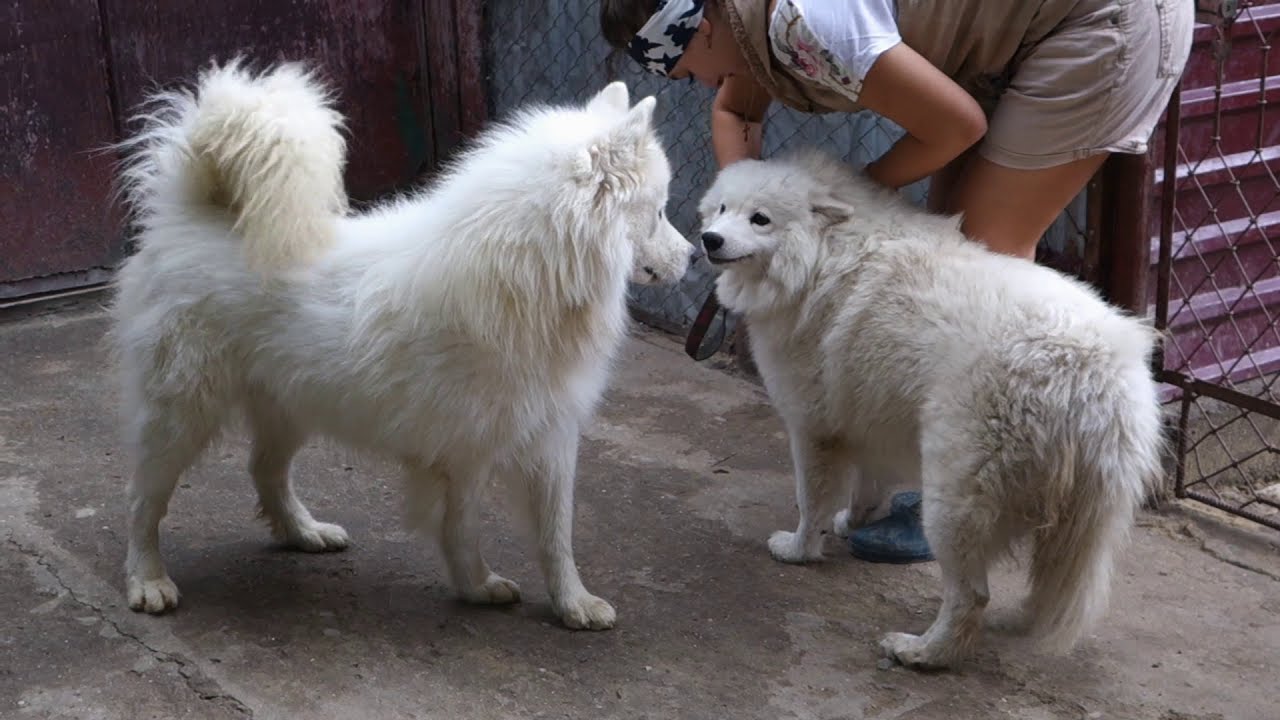 💕 Найз, Айза и щенки Самоеды. Nice, Isa puppies Samoyeds. - YouTube