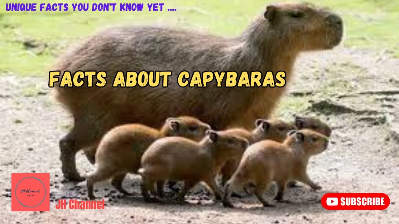 7 Unique Facts About Capybaras, Unique facts you don't know yet… - YouTube