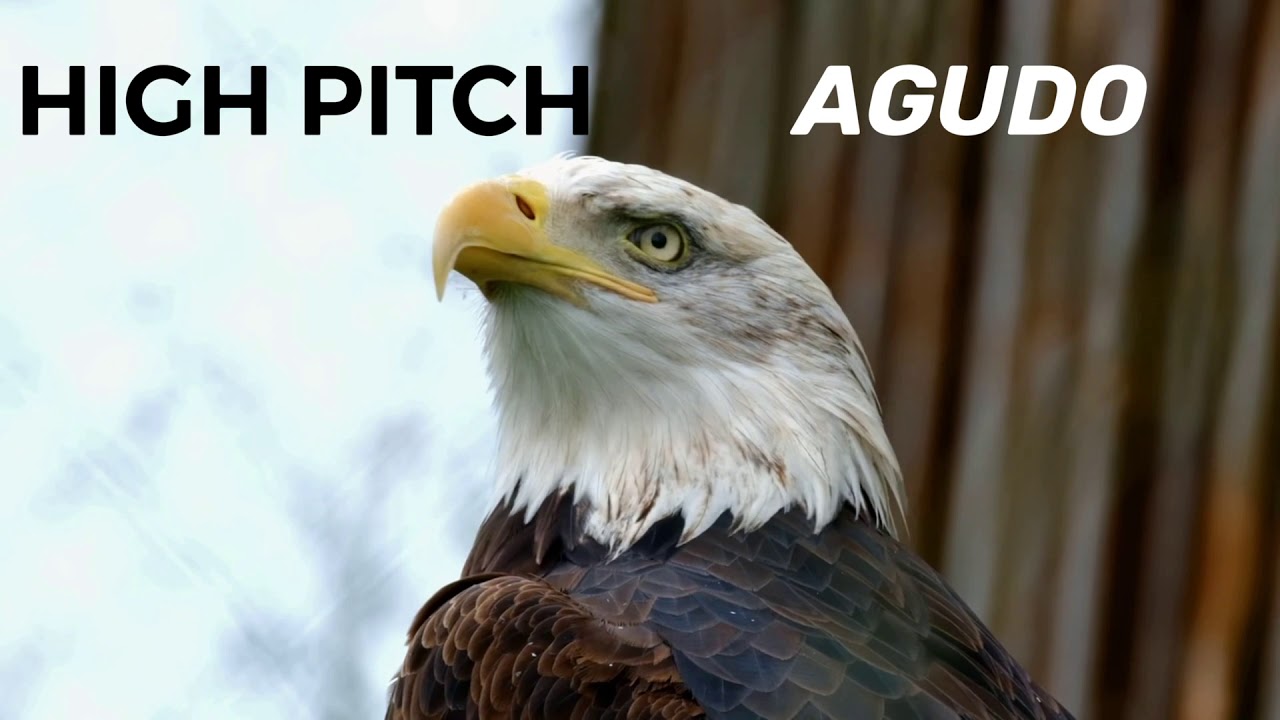 High And Low Pitch Sounds Examples Sonidos Graves Y Agudos Ejemplos high-and-low-pitch-sounds-examples-sonidos-graves-y-agudos-ejemplos