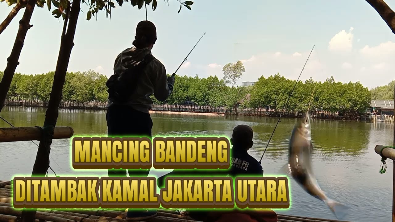 MANCING BANDENG DITAMBAK KAMAL - YouTube