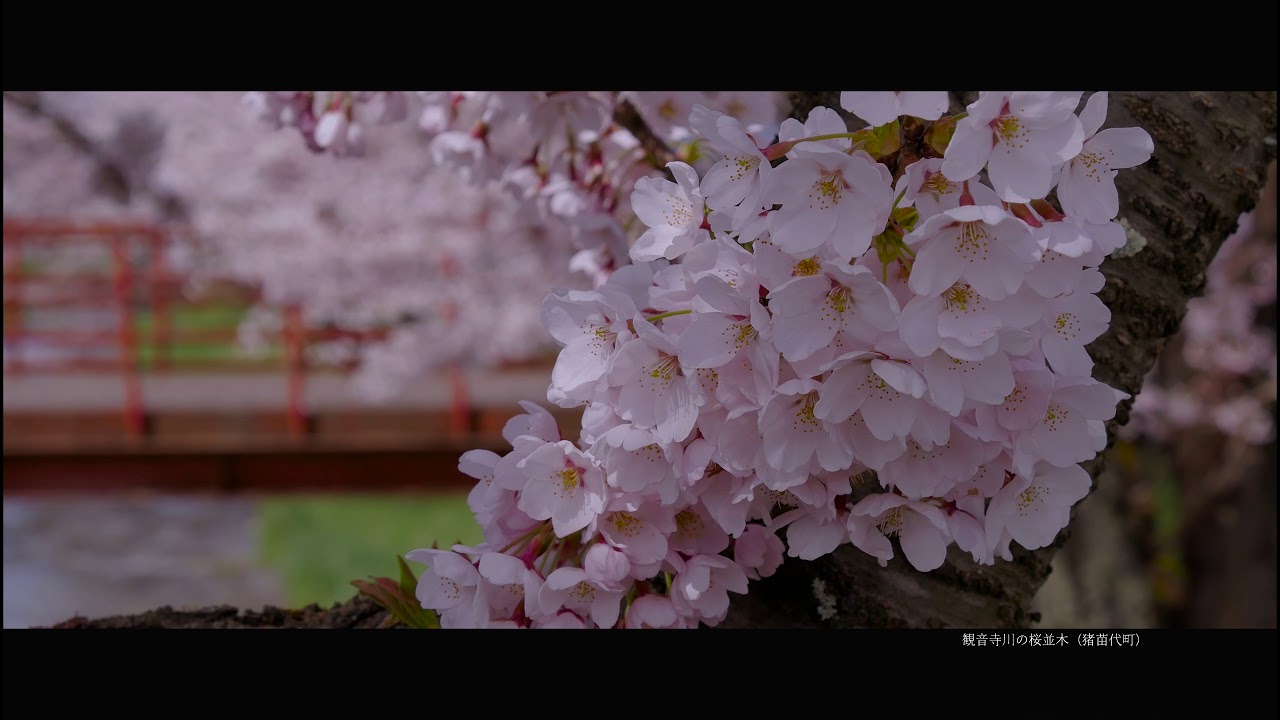 『Four Seasons Fukushima』Spring - YouTube