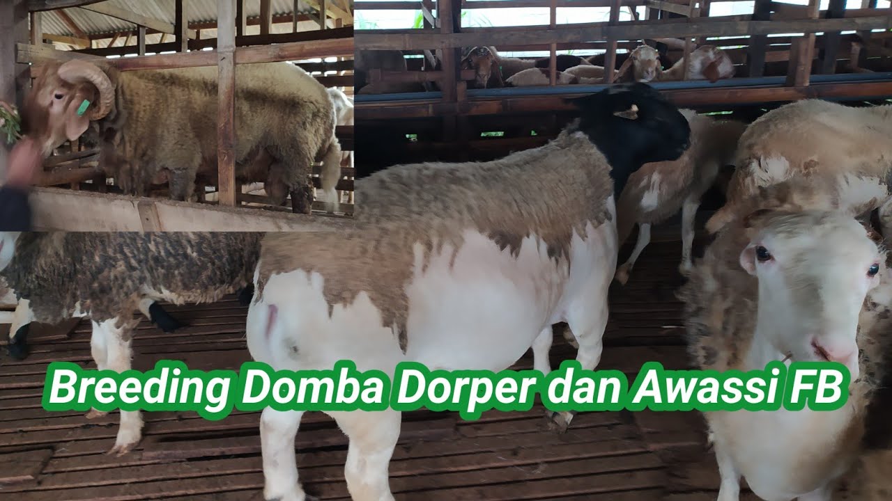 INVESTASI MENJANJIKAN - BREEDING DOMBA AWASSI FB & DOMBA DORPER FB di ...