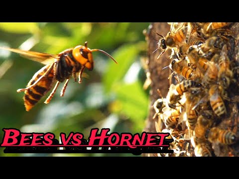 What Are The Natural Predators Of Honey Bees