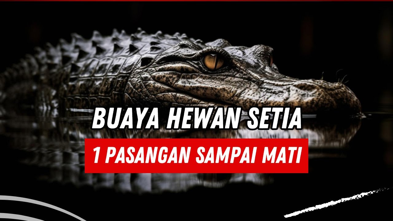 Ternyata Buaya Hewan Yang Setia Pada Pasangannya - YouTube