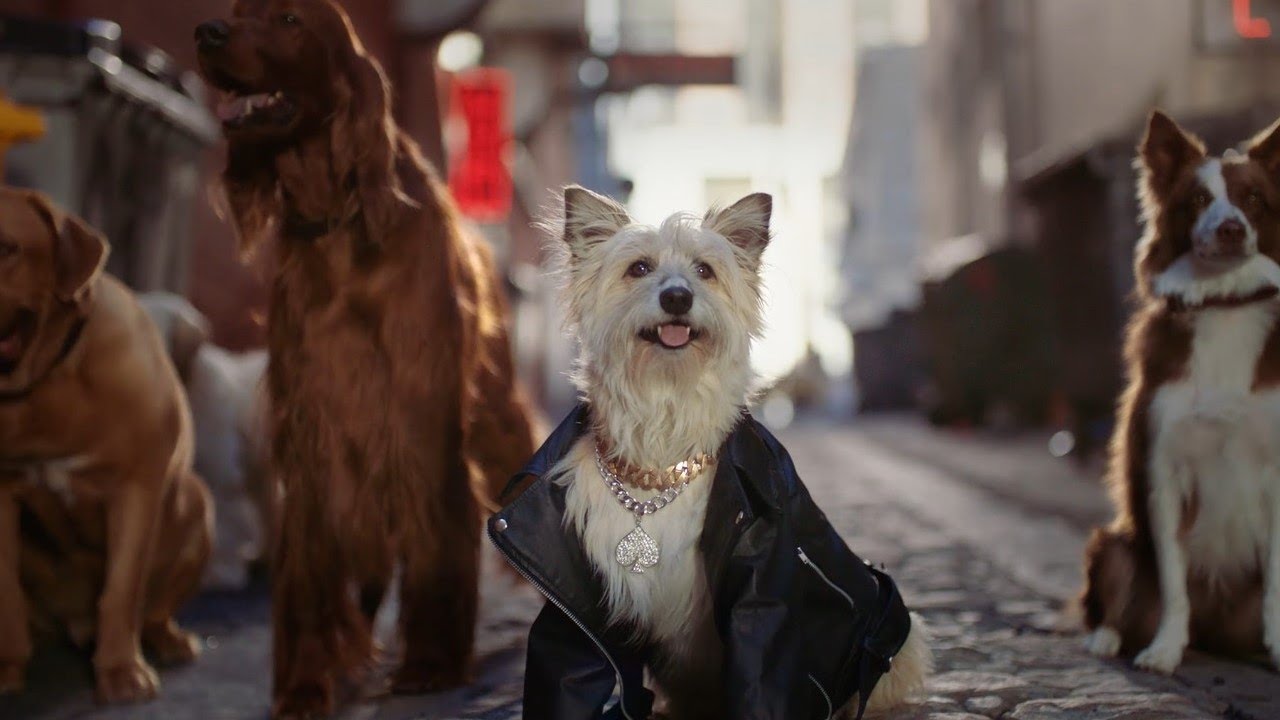 Harry Boy - Cool Dawg - YouTube