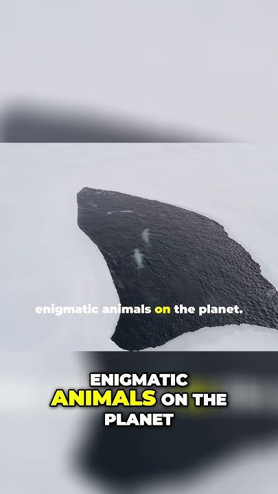 Discover the Mysteries of the Narwhal: The Unicorn of the Sea - YouTube