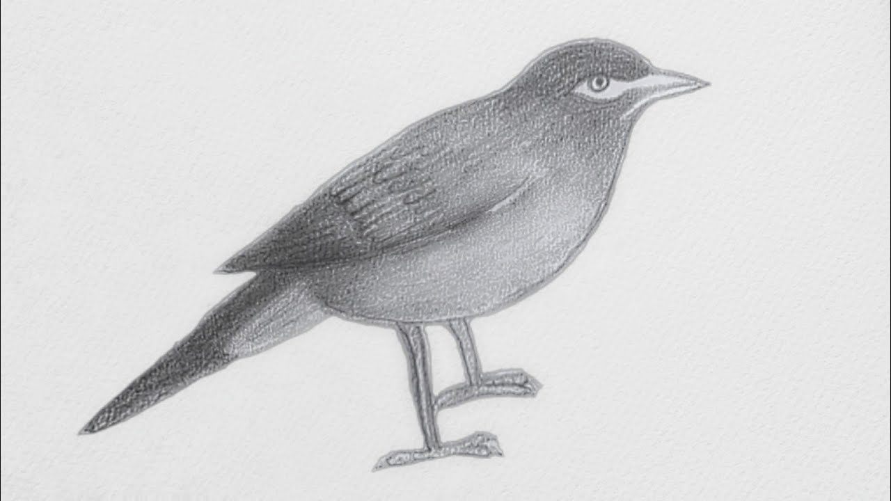 Myna Bird Drawing Technique | Myna bird drawing techniques | - YouTube