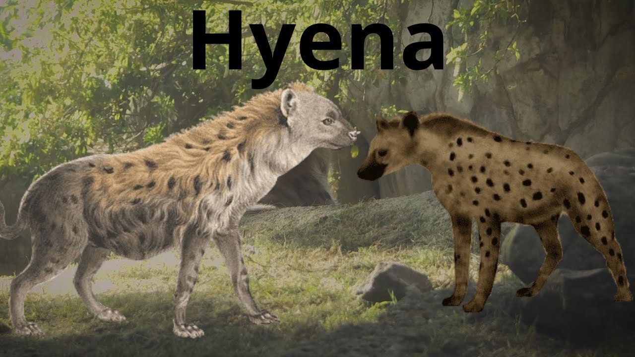 The Evolution of Hyenas - YouTube