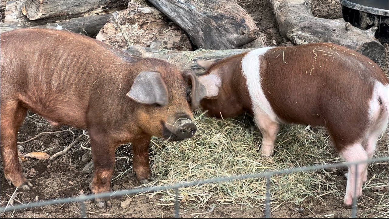 Darla and Hamilton chowing on some hay! - YouTube