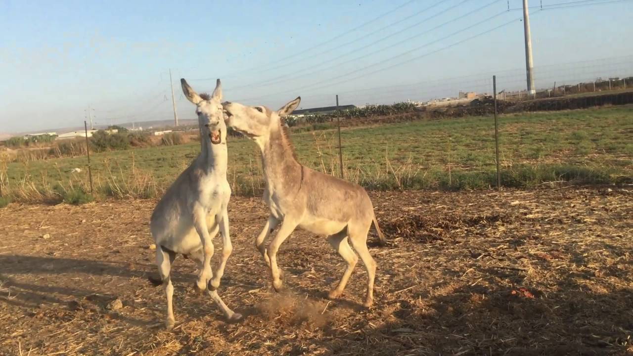 Donkeys playing Lucy's Sanctuary for Holy Land Donkeys - YouTube