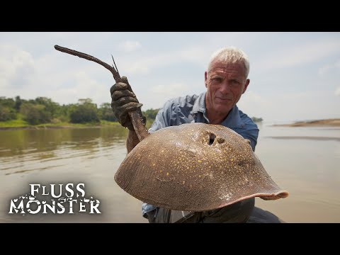 Spektakuläre Zeitlupe zeigt den tödlichen Stachel des Rochen | Fluss Monster