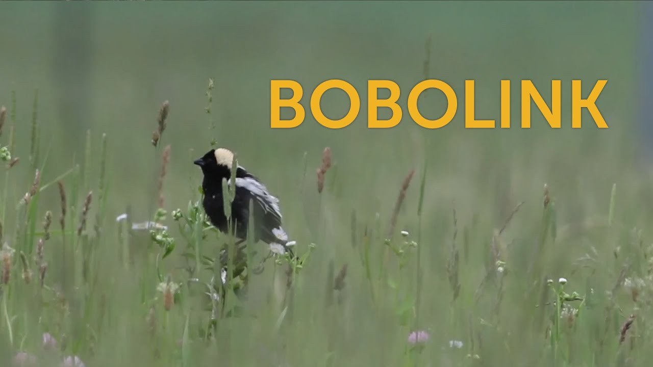 Bobolink - YouTube