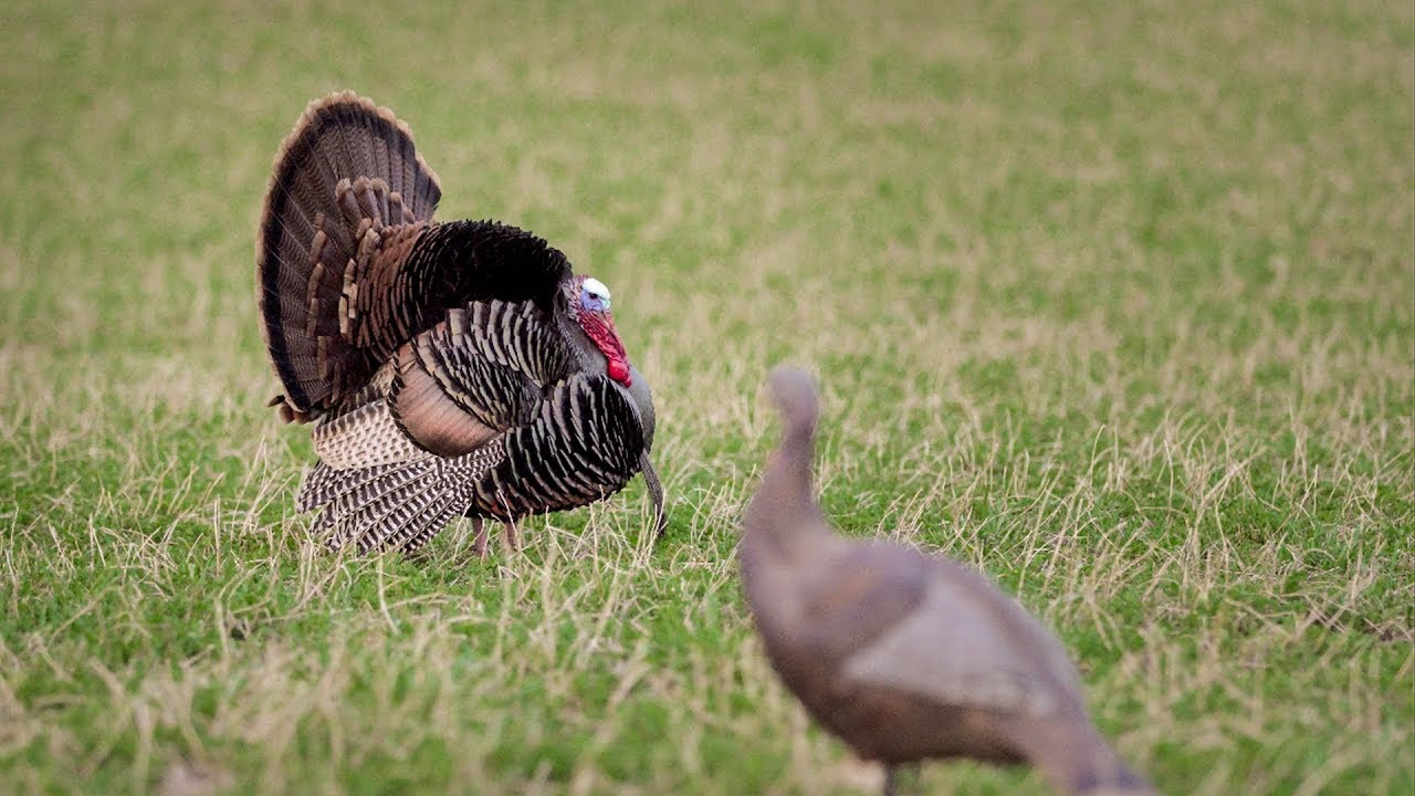 Bowhunting Minnesota Turkeys! - YouTube