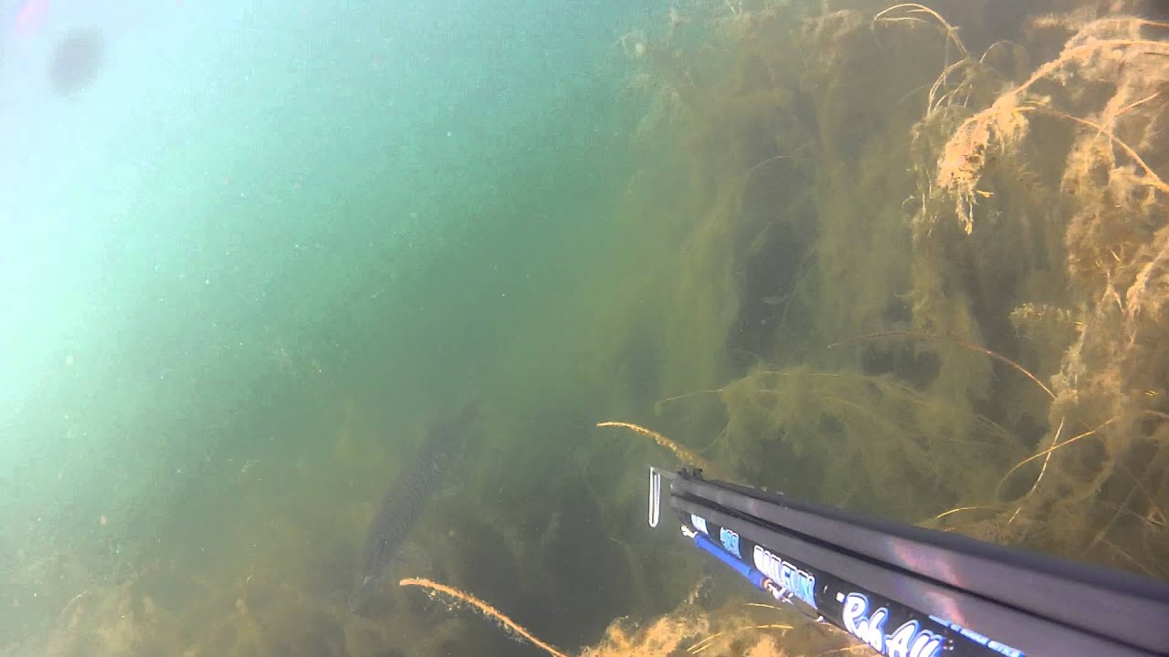 Tiger Muskie, 30-35 inch - YouTube