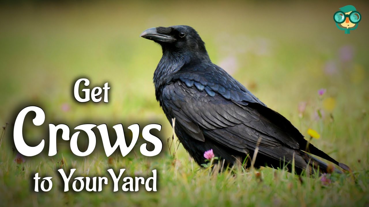 How to Attract Crows || How do you attract crows || How To Befriend A ...