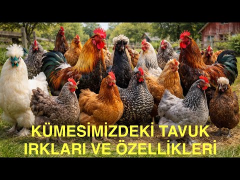 KÜMESİMİZDE BESLEMİŞ OLDUĞUMUZ TAVUK IRKLARIMIZ VE ÖZELLİKLERİ!!  