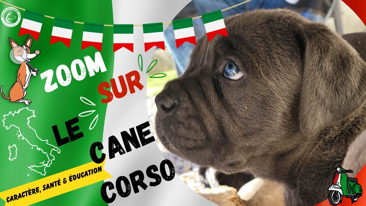 Le Cane Corso : origine, caractère, santé & éducation - YouTube