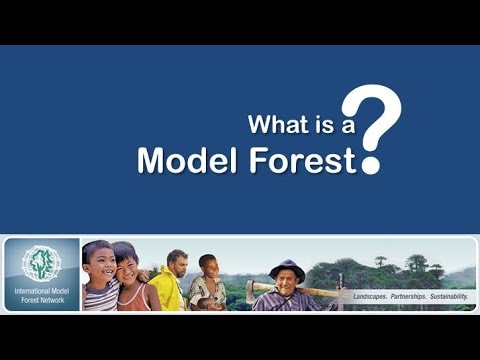 What is a Model Forest? - YouTube