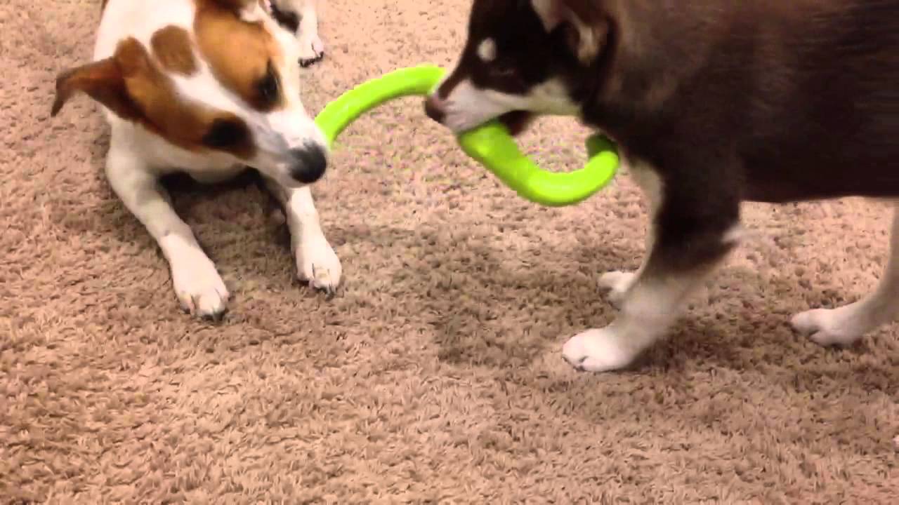 Playing with two sided dog toy - YouTube