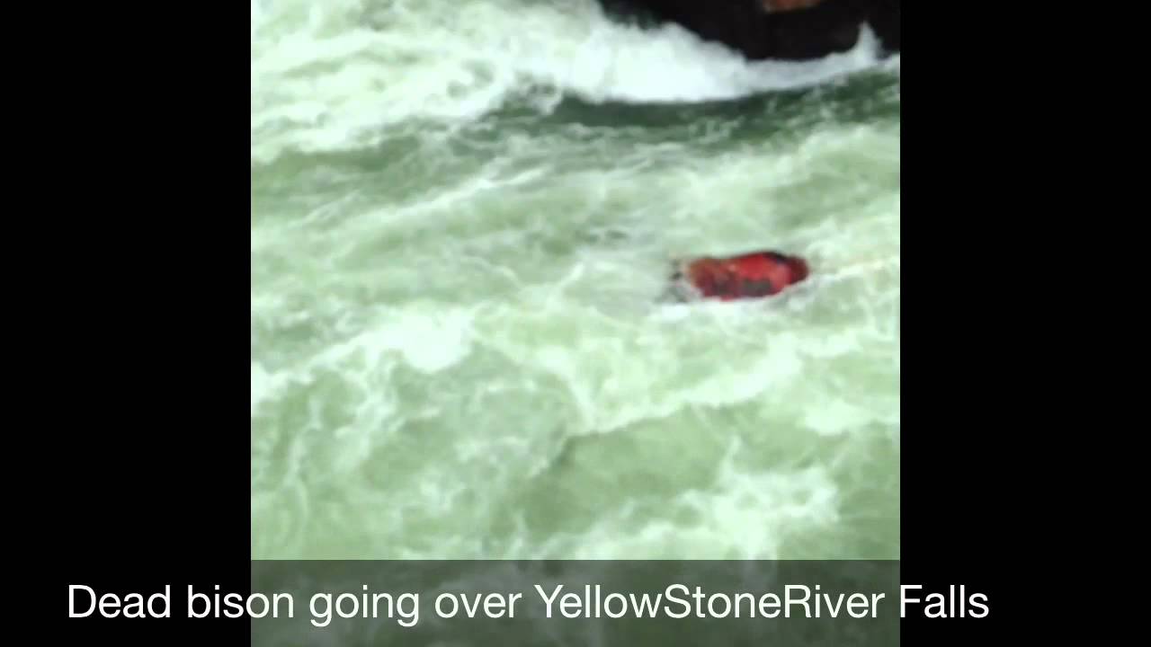 Dead bison going over Yellowstone river falls - YouTube